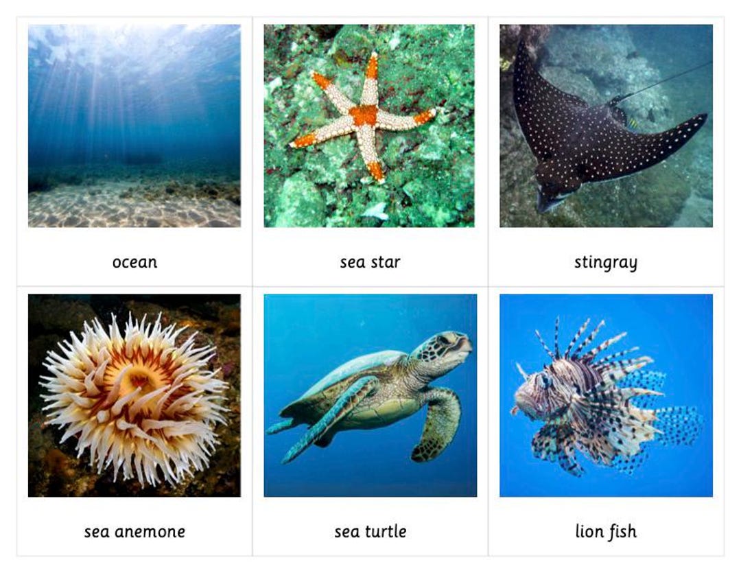 Ocean Habitat Montessori 3 Part Cards - Etsy