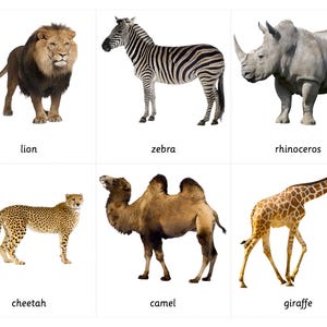 Mammal Montessori 3 Part Cards & Matching Objects - Etsy