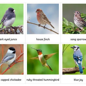 Montessori 3 Part Cards - Backyard Birds - Etsy