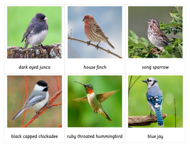 Montessori 3 Part Cards - Backyard Birds - Etsy