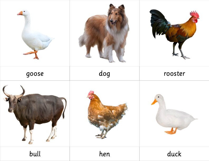 Montessori Farm 3 Part Cards & Matching Objects - Etsy