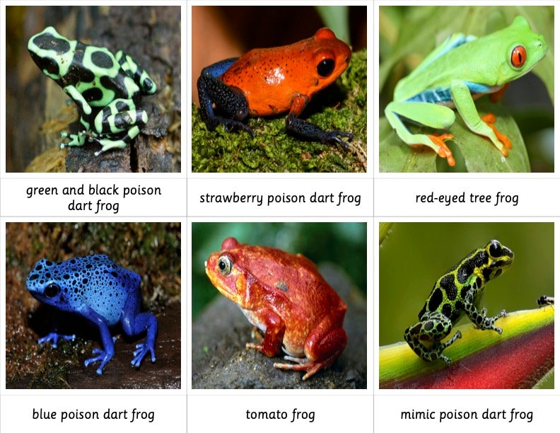 Montessori 3 Part Cards - Frogs - Etsy