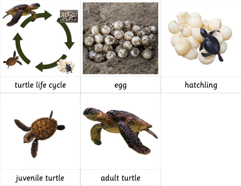 Life Cycle Bundle Montessori 3 Part Cards - Etsy