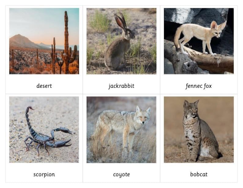 Desert Habitat Montessori 3 Part Cards - Etsy