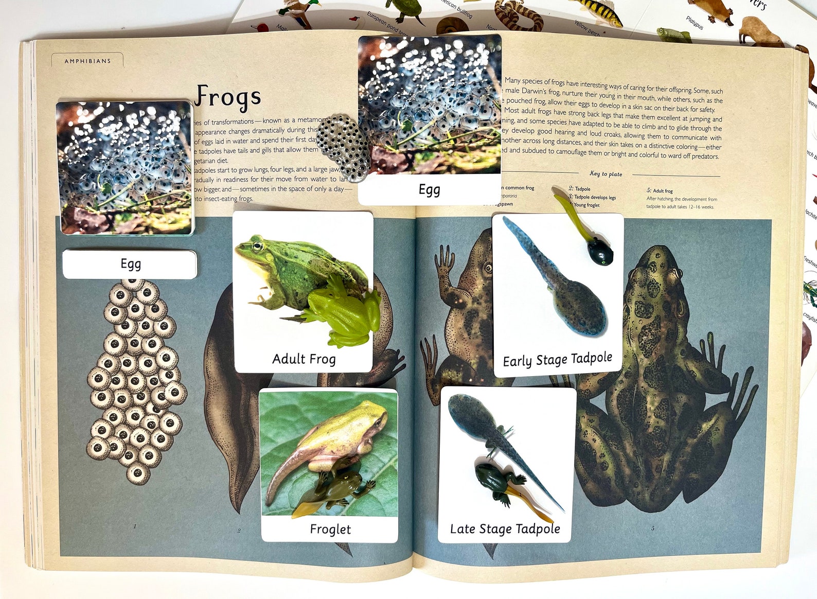 Montessori 3 Part Cards Frog Life Cycle With Objects - Etsy