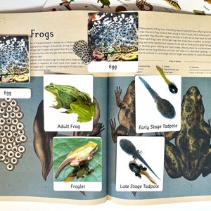 Montessori 3 Part Cards Frog Life Cycle With Objects - Etsy