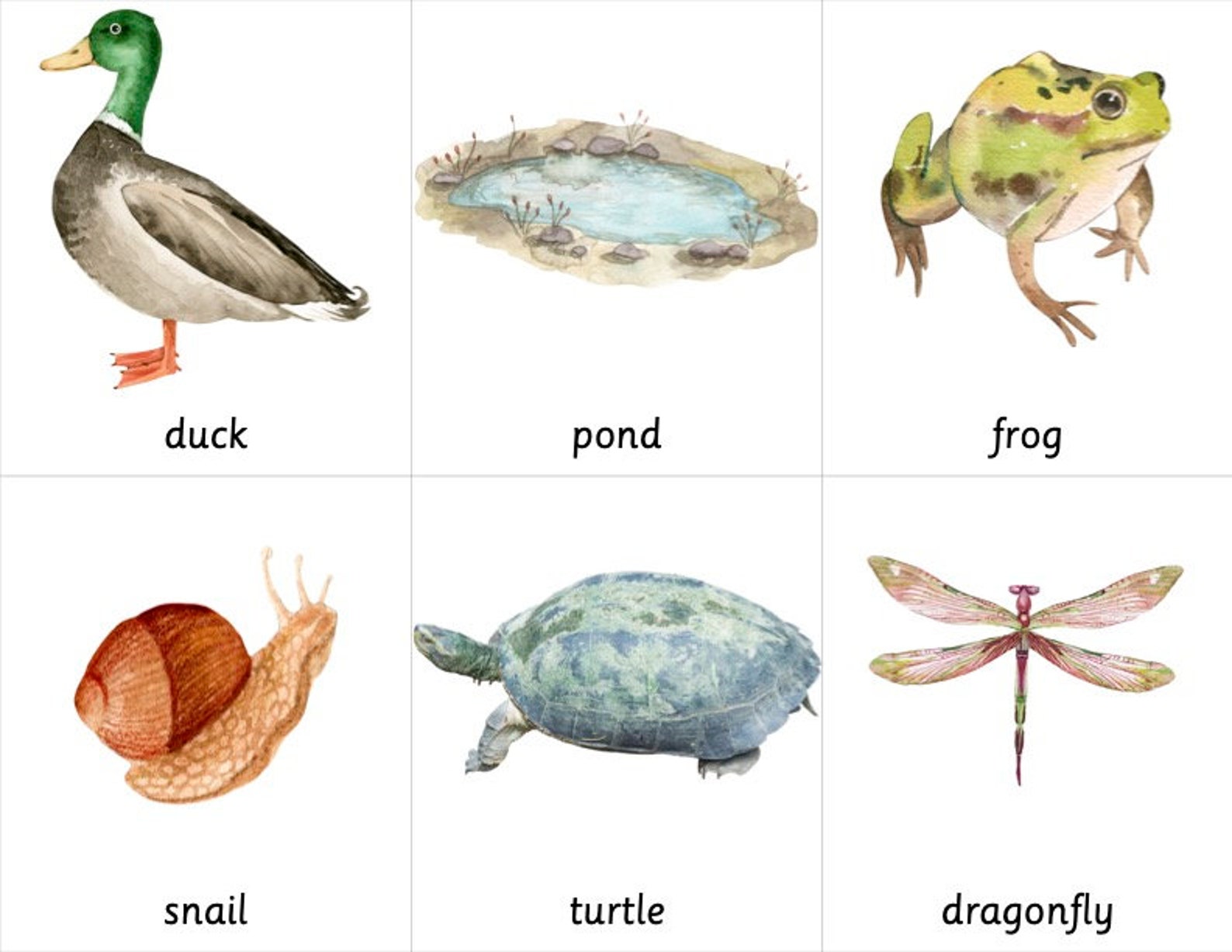 Montessori 3 Part Cards Pond Habitat - Etsy