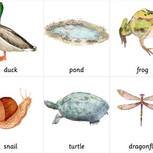 Montessori 3 Part Cards Pond Habitat - Etsy