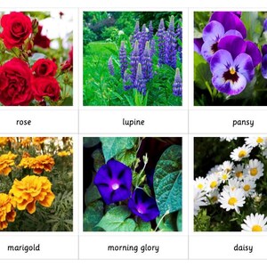 Flower Montessori 3 Part Cards - Etsy