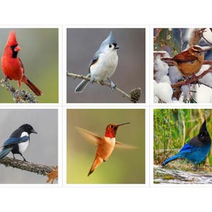 Montessori 3 Part Cards - Backyard Birds - Etsy