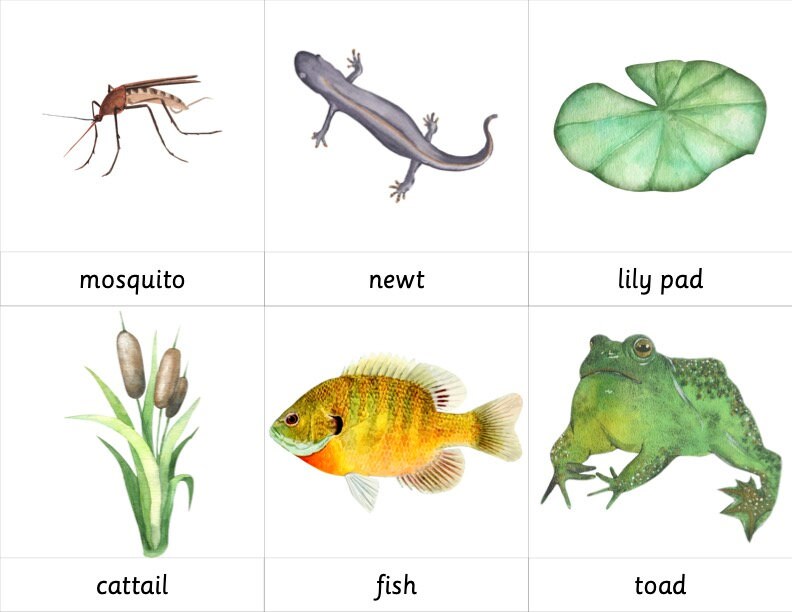 Montessori 3 Part Cards Pond Habitat - Etsy