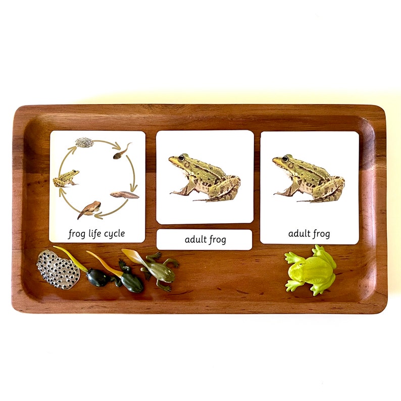 Montessori 3 Part Cards Frog Life Cycle With Matching Objects - Etsy