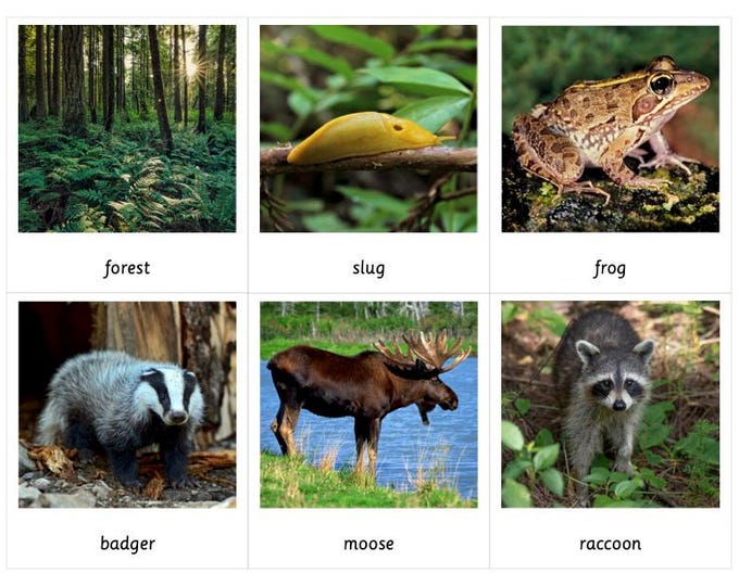 Ocean Layers Printable, Ocean Zones, Pelagic Zones, Learn About the ...