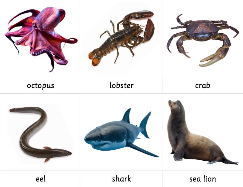 Montessori Ocean 3 Part Cards With Animal Objects - Etsy