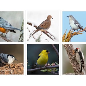 Montessori 3 Part Cards - Backyard Birds - Etsy