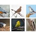 Montessori 3 Part Cards - Backyard Birds - Etsy