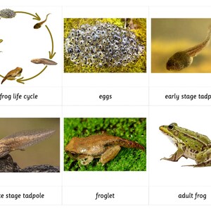 Frog Life Cycle - Montessori 3 Part Cards & Language Objects - Etsy