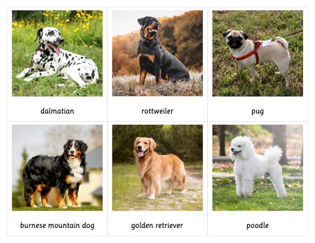 Types of Dogs Montessori 3 Part Cards - Etsy