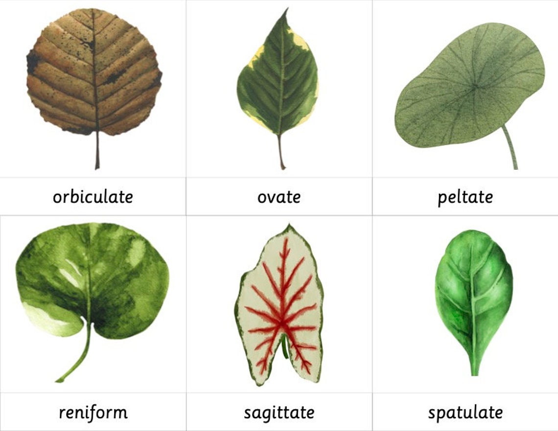 Botany Cabinet Leaf 3 Part Cards - Etsy