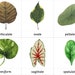 Botany Cabinet Leaf 3 Part Cards - Etsy