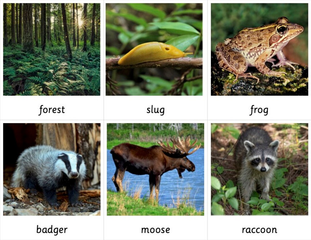 Montessori 3 Part Cards Forest Habitat - Etsy