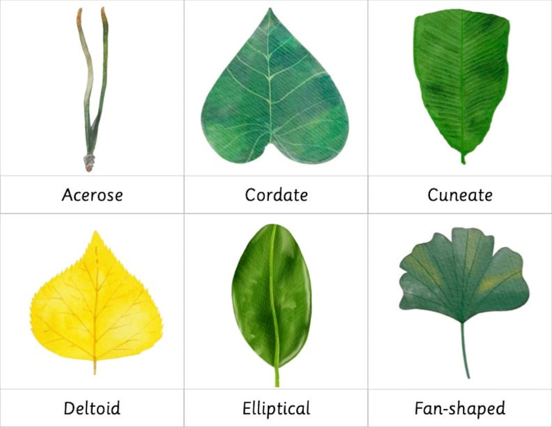Botany Cabinet Leaf 3 Part Cards - Etsy