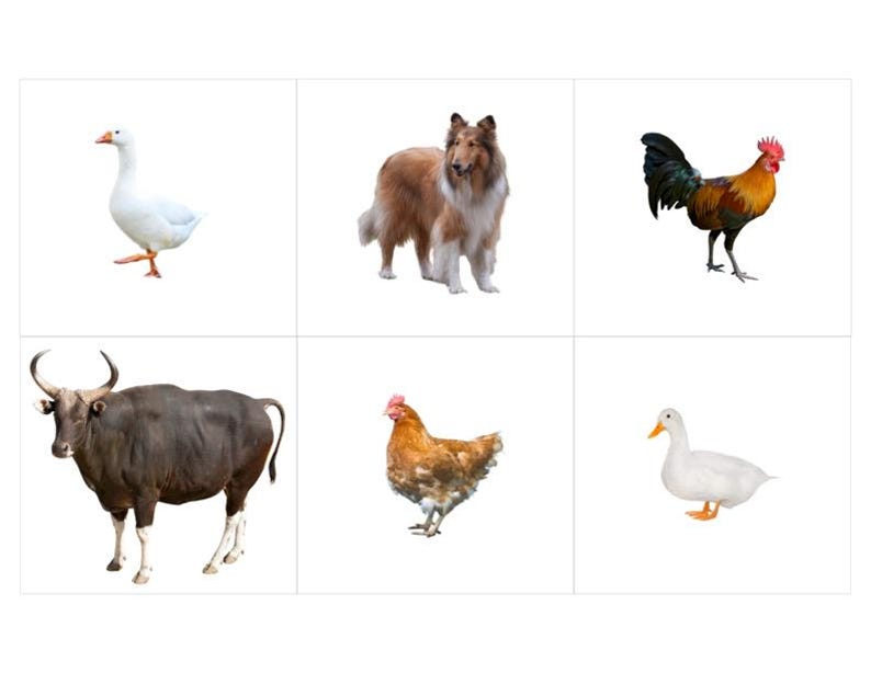 Farm Animal Montessori 3 Part Cards & Language Objects - Etsy