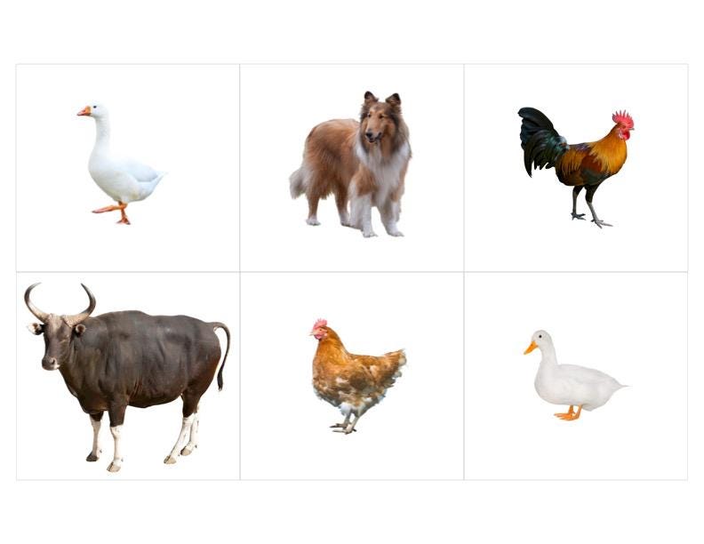 Farm Animal Montessori 3 Part Cards & Language Objects - Etsy
