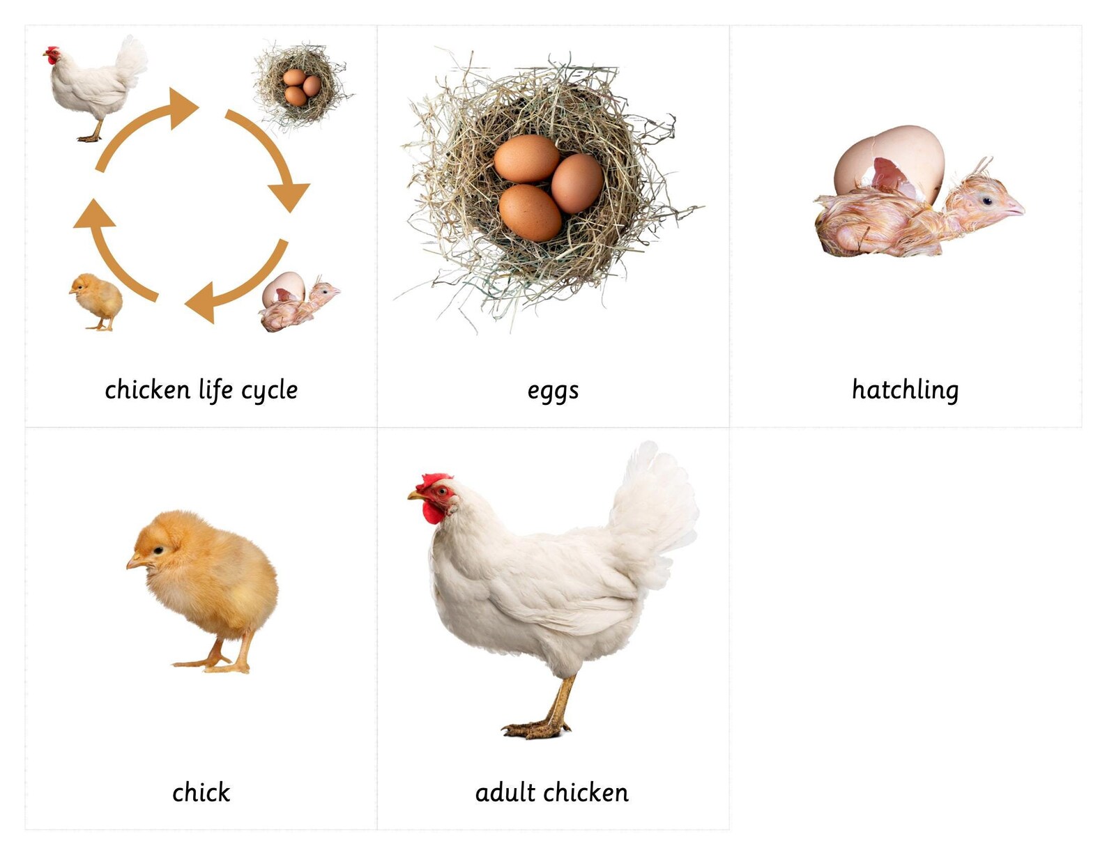 Chicken Life Cycle - Montessori 3 Part Cards - Etsy