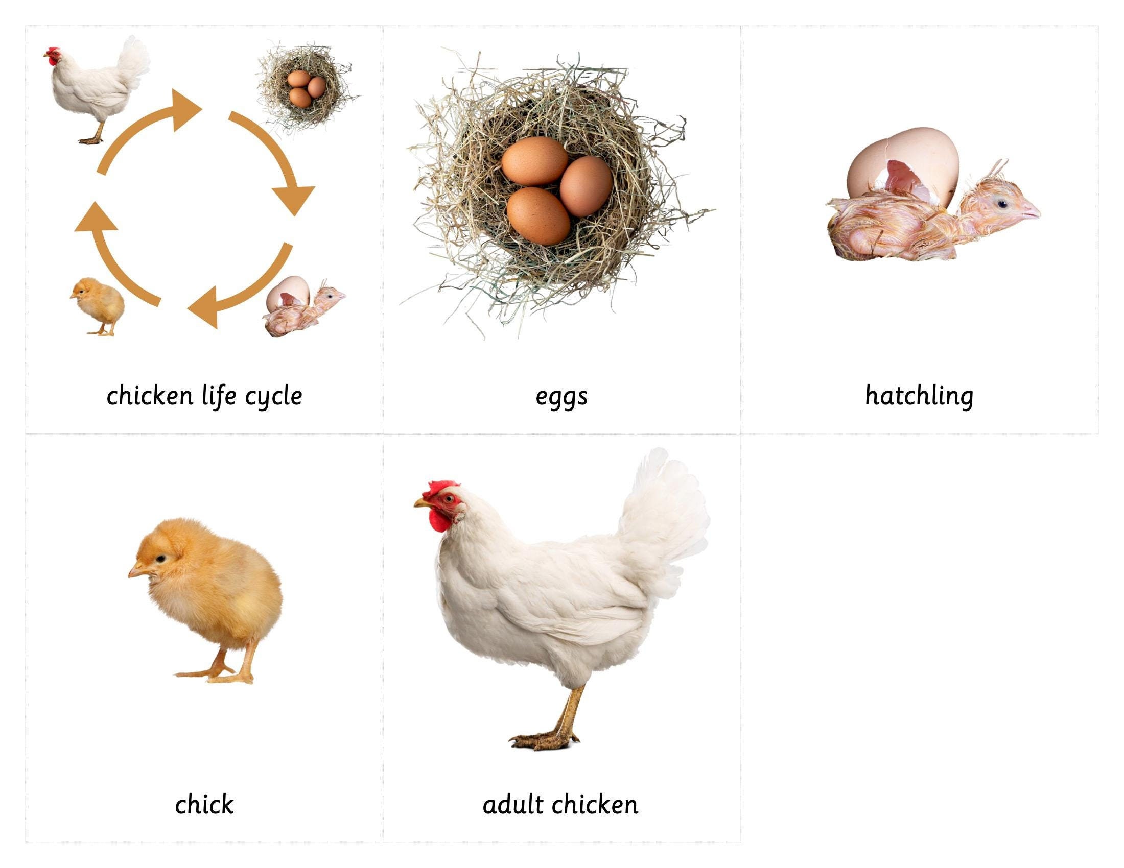 Chicken Life Cycle - Montessori 3 Part Cards - Etsy