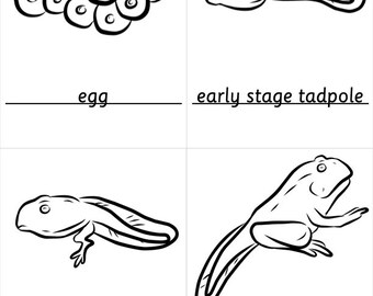Amphibian Activities for Printable Preschool Busy Book Animal ...