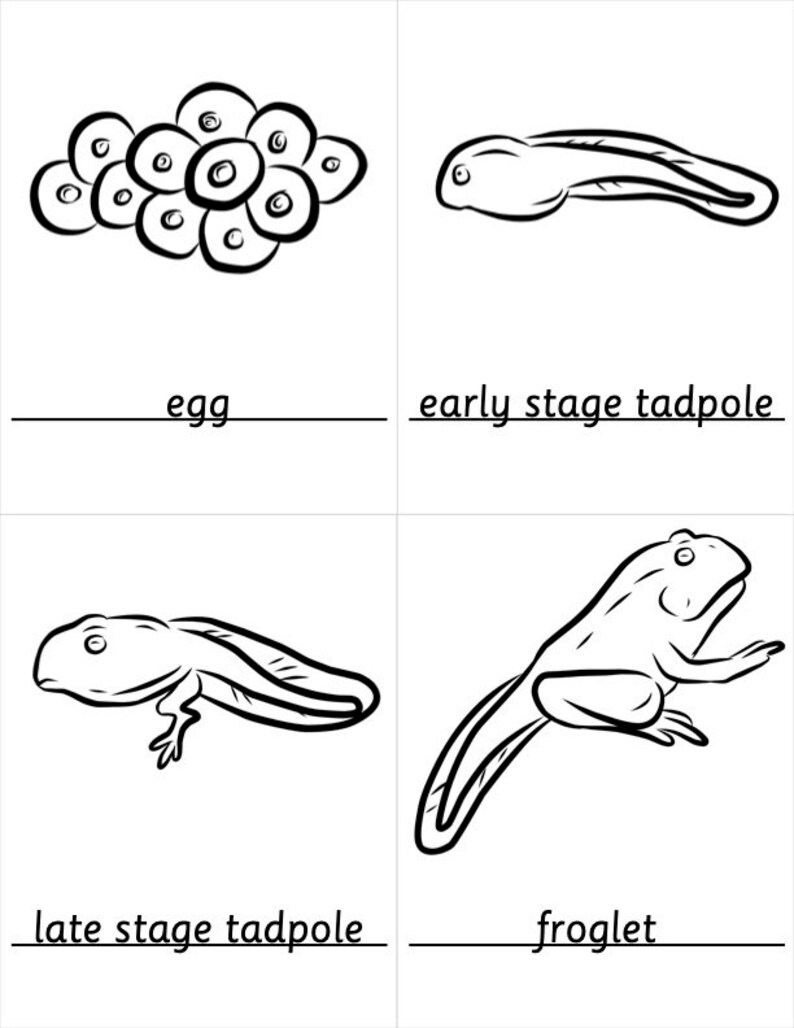 Frog Life Cycle Book - Etsy