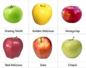 Parts of a Turkey Nomenclature 3-part Cards Montessori - Etsy