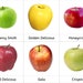 Montessori 3 Part Cards Types of Apples - Etsy