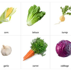 Vegetable Montessori 3 Part Cards - Etsy