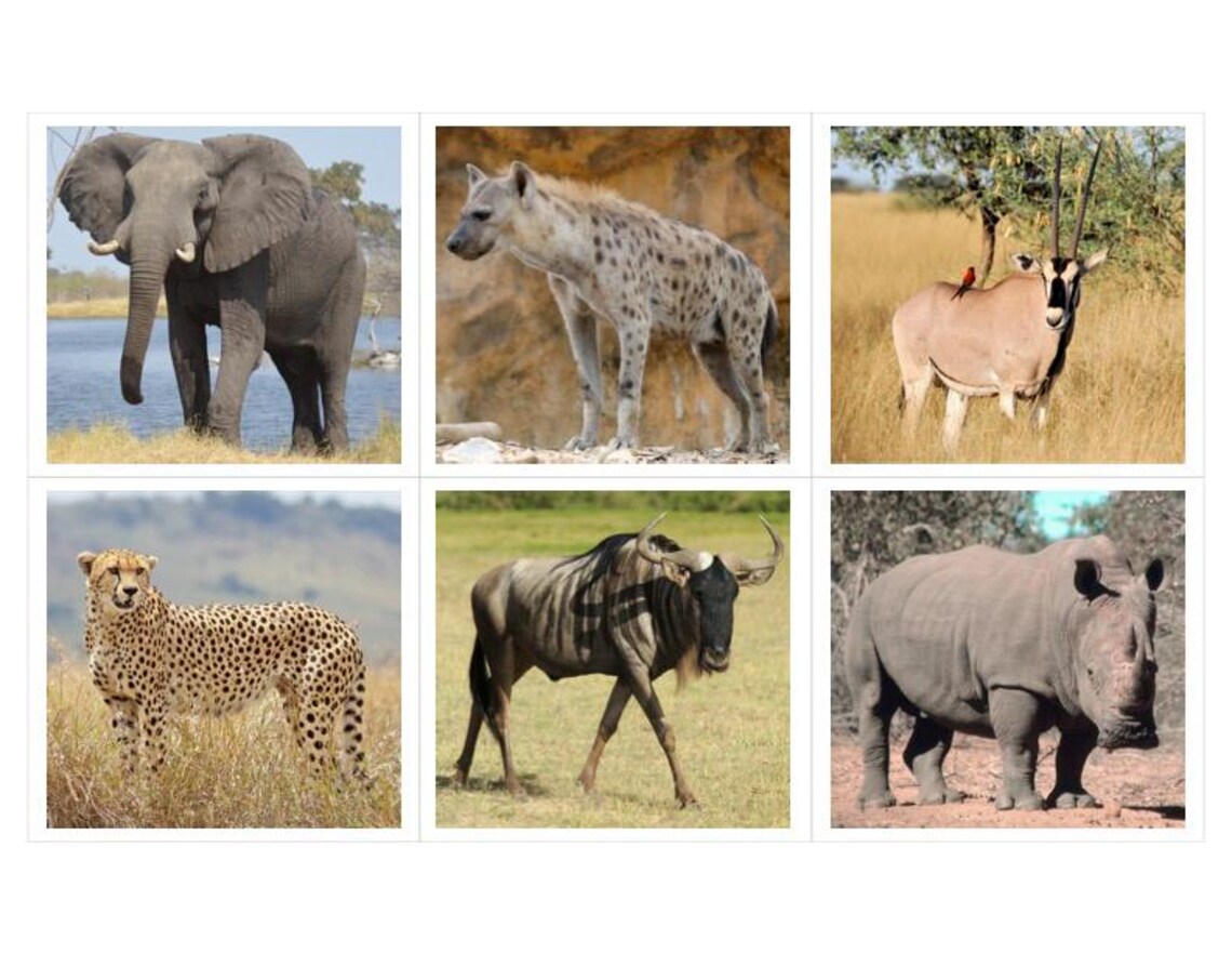 African Animals Montessori 3 Part Cards - Etsy