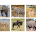 African Animals Montessori 3 Part Cards - Etsy