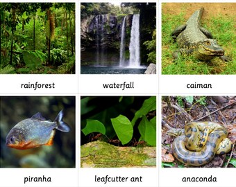 Cats Matching Cards Digital Download Montessori Inspired Homeschool - Etsy