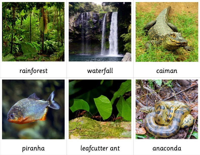 Tarjetas Montessori de 3 partes Hábitat de la selva tropical - Etsy México