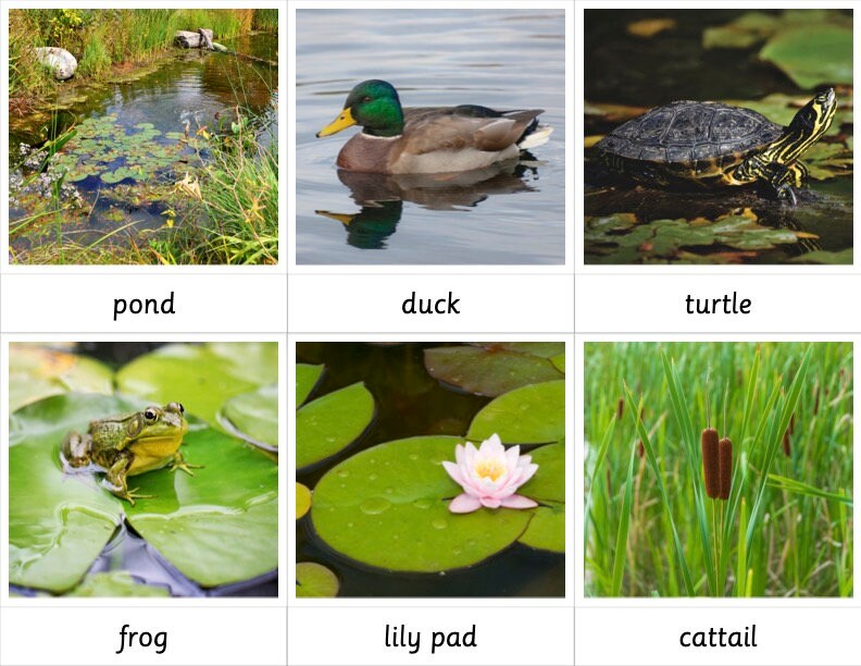 Montessori 3 Part Cards Pond Habitat - Etsy