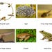 Frog Life Cycle - Montessori 3 Part Cards & Language Objects - Etsy