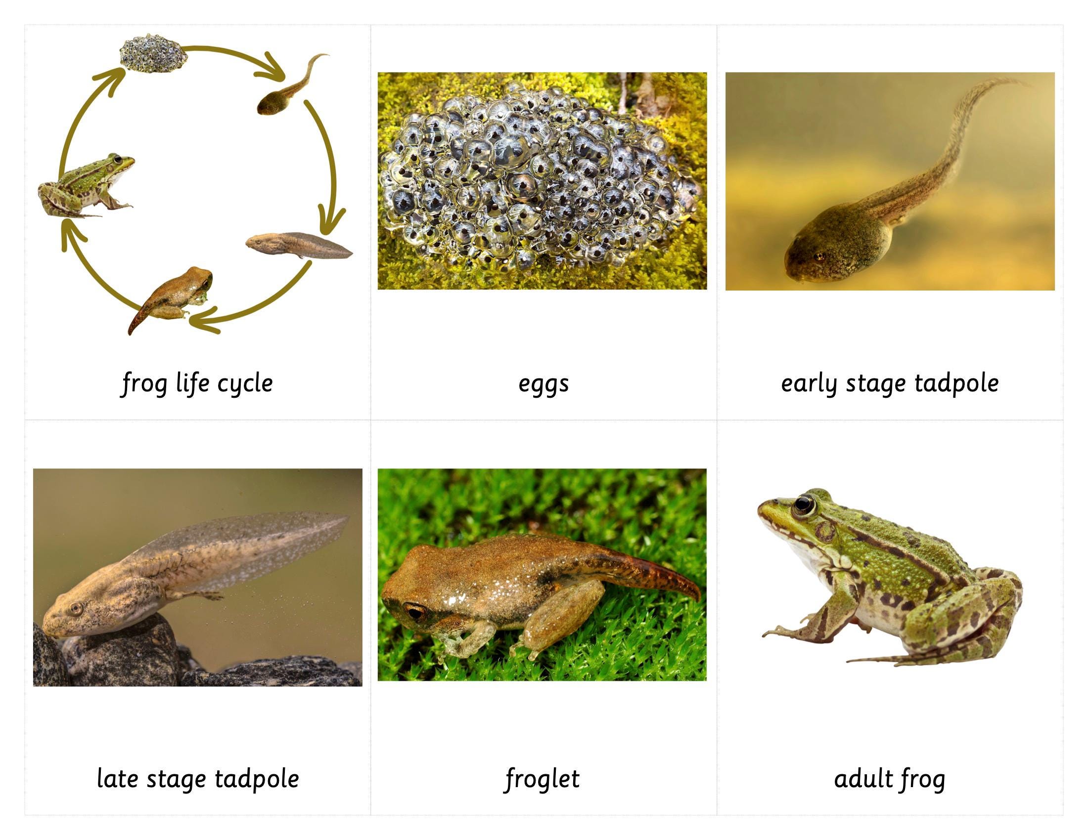 Frog Life Cycle - Montessori 3 Part Cards & Matching Objects - Etsy