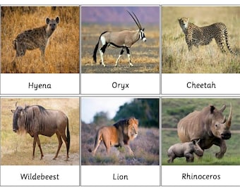 Culture of Africa color-coded Montessori Continent Cards - Etsy