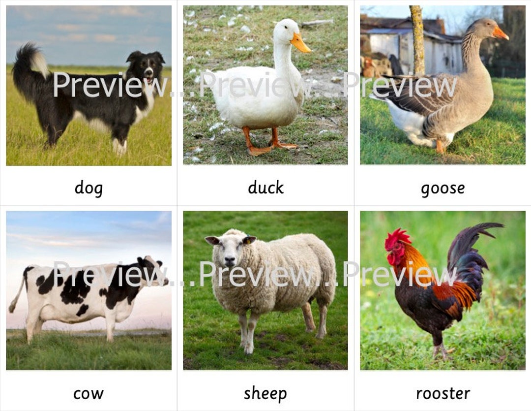 Montessori 3 Part Cards - Farm Animals - Etsy