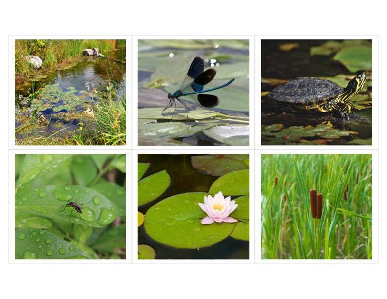Pond Habitat Montessori 3 Part Cards - Etsy