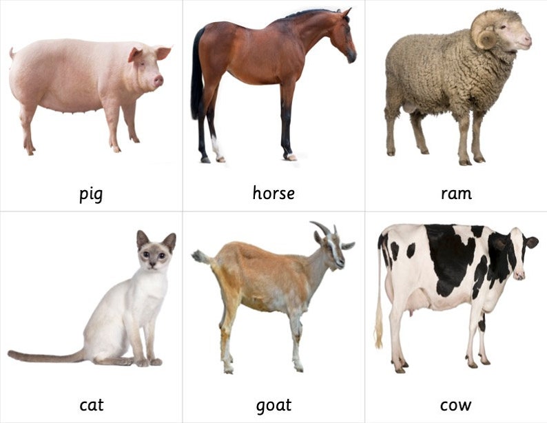 Montessori Farm 3 Part Cards & Matching Objects - Etsy