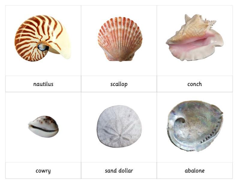 Seashell Montessori 3 Part Cards - Etsy