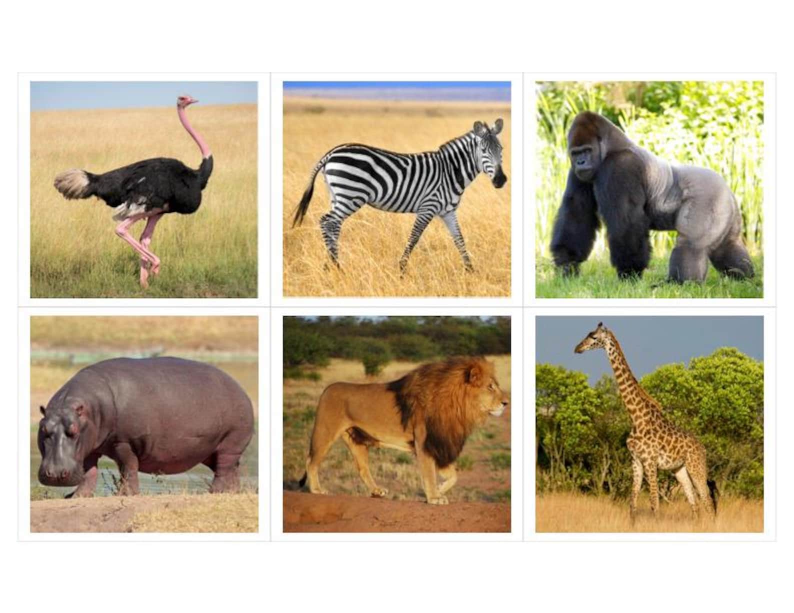 African Animals Montessori 3 Part Cards - Etsy