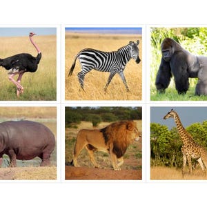 African Animals Montessori 3 Part Cards - Etsy