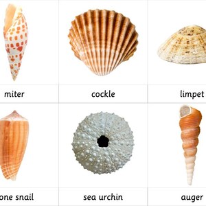 Montessori 3 Part Cards Seashells - Etsy